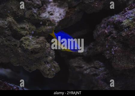 Colorful fish glide over pebbles in a calm underwater setting. A ...
