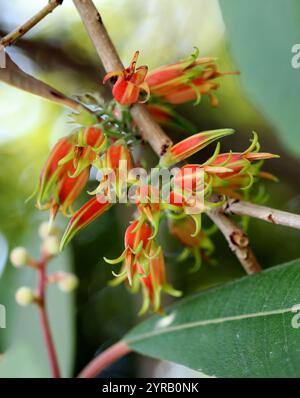 Agapetes moorei, Ericaceae. Myanmar to Thailand. Agapetes is a semi ...