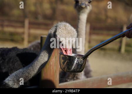 Ostrich in the paddock eating food from a ladle Stock Photo - Alamy
