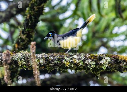 Crested jay on a tree in the forest Stock Photo - Alamy