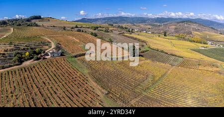 Autumn vineyards around Cacabelos, El Bierzo region, Autonomous ...