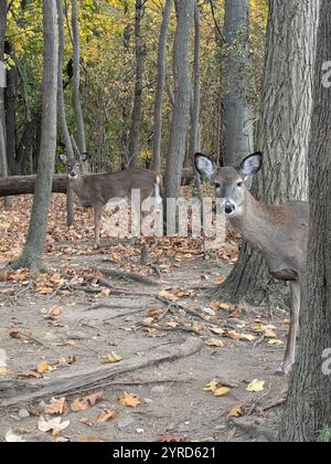 Deer in forest Greenwich CT Stock Photo - Alamy