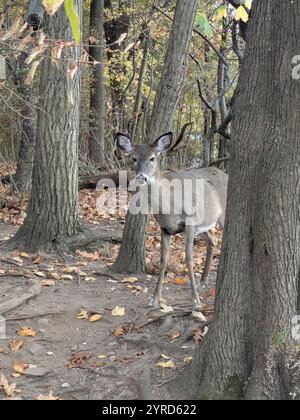 Deer in forest Greenwich CT Stock Photo - Alamy