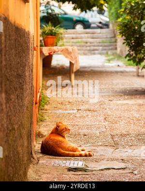 Cat in Corfu, Greece Stock Photo - Alamy