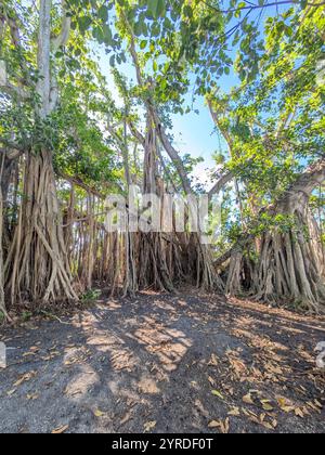 Banyan trees at the Ringling Museum in Florida USA Stock Photo - Alamy