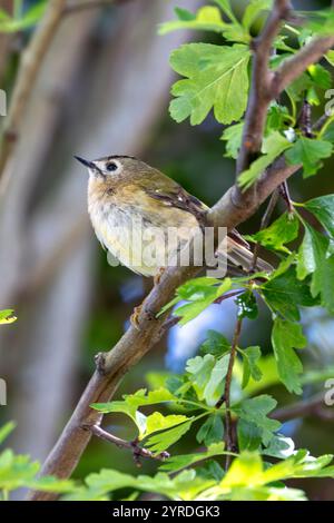 Goldcrest, Europe’s smallest bird, spotted at Baldoyle Racecourse ...
