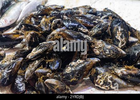 Large fresh live mussels freshly catched in Atlantic Ocean, at daily ...