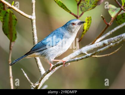 A Bicolored Conebill (Conirostrum bicolor) perched on a branch. São ...