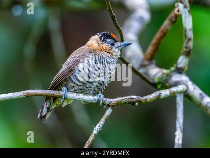Ochre-collared Piculet (Picumnus temminckii Stock Photo - Alamy