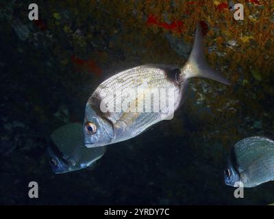 Two banded Bream Diplodus vulgaris Susac Island Adriatic Sea Croatia ...