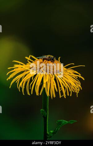 Close-up highlighting the beautiful details ranunculus. floral letter ...