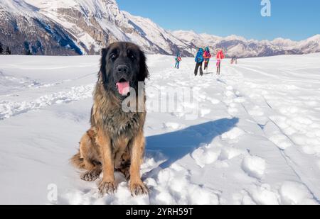adult Leonberger in front of mountain background Stock Photo - Alamy