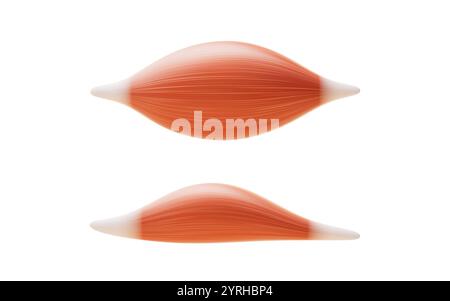 Muscle structure, medical concept visualization, 3d rendering. 3D ...