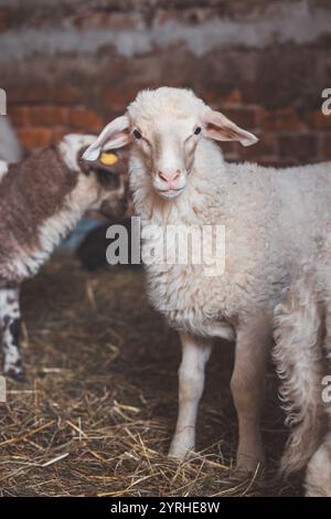 Young lamb inside farm grazing on grass Stock Photo - Alamy