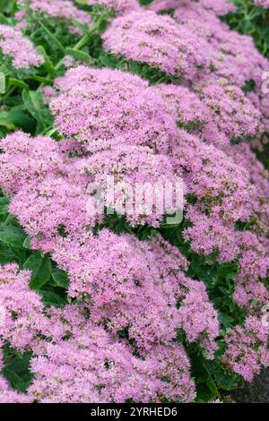 Stonecrop Sedum Matrona Stock Photo - Alamy