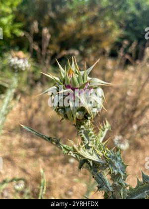 prairie thistle (Cirsium canescens Stock Photo - Alamy