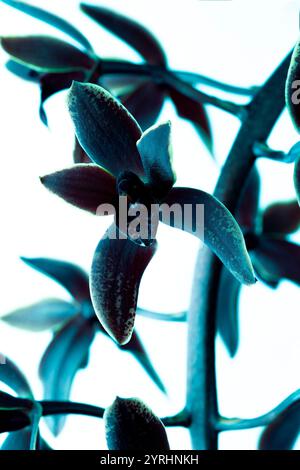 Cymbidium Little Black Sambo "Black Magic", a hybrid of Australian ...