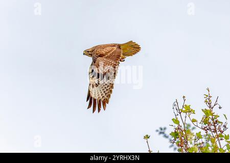 A Common Buzzard flying low and sideways across, side view,Westmancote ...