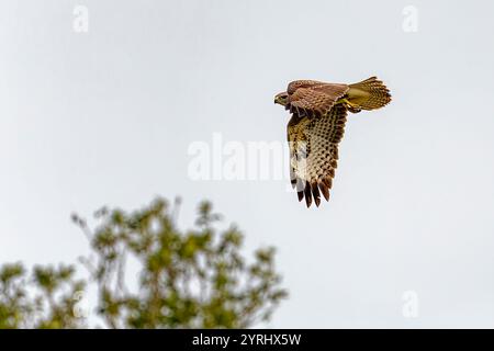 A Common Buzzard flying low and sideways across, side view,Westmancote ...