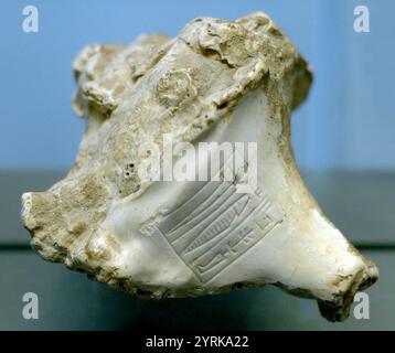 Murex (mollusc of the muricidae family) bearing the name of Rimush ...