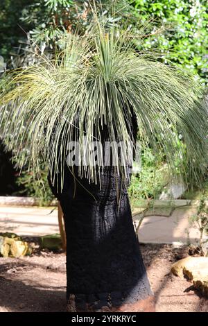 Balga (Xanthorrhoea preissii), Plantae, Western Australia, AU Stock ...
