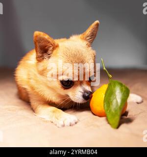 Small ginger dog on green grass close up Stock Photo - Alamy
