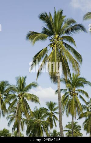 Mexico, Jalisco, Barra de Navidad. Town View with Beach Stock Photo - Alamy