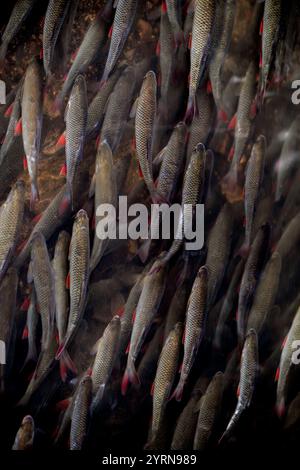 Common rudd (Scardinius erythrophthalmus), bentho-pelagic freshwater ...