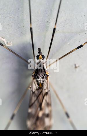 Giant Crane Fly, Tipula abdominalis, very large insect on siding of ...