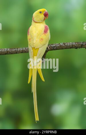 Alexandrine parakeet mutation lutino male Psittacula eupatria Stock ...