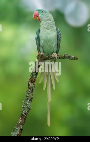 Alexandrine parakeet mutation aqua 1,6 year male Psittacula eupatria ...