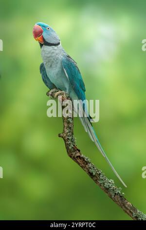 Alexandrine parakeet mutation blue male Psittacula eupatria Stock Photo ...