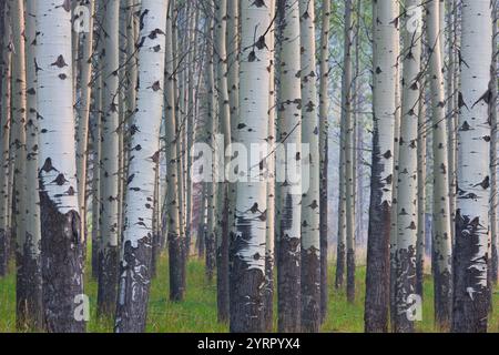 Trembling aspen, Populus tremula, tree trunks, Banff National Park ...