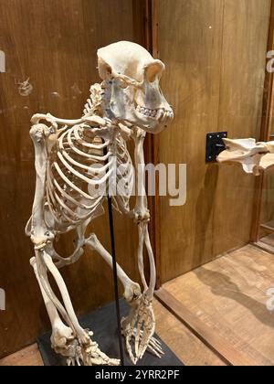 Skeleton of chimpanzee on display in museum Stock Photo - Alamy