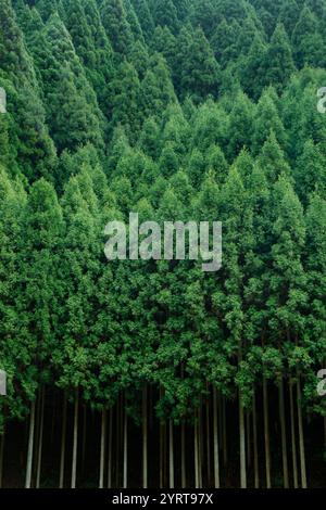 Cryptomeria japonica, Winter, Japanese cedar, cones Cryptomeria ...