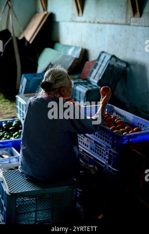 A senior woman sorting harvested vegetables Stock Photo - Alamy
