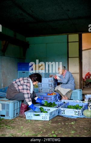 A senior woman sorting harvested vegetables Stock Photo - Alamy