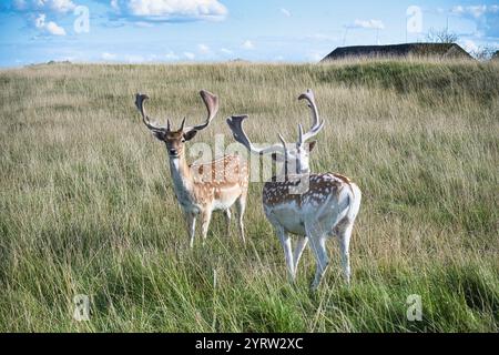 Leucistic variants of European fallow deer. Male (buck) of fallow deer ...