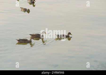 Three ducks in the water of a small river Stock Photo - Alamy