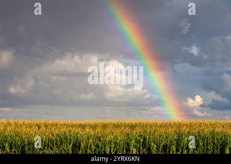rainbow above a corn field Stock Photo - Alamy