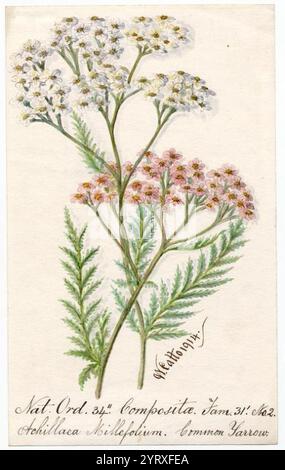 Common Yarrow (Achillea millefolium) - William Catto 1914 by William ...