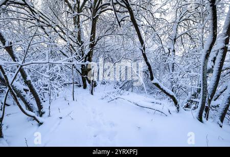 Landscape of the wintery snow covered forest view with sun glare Stock ...