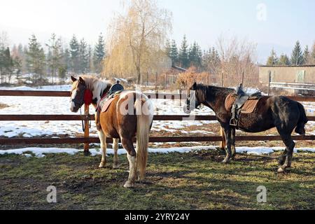 KOSIV, UKRAINE - DECEMBER 2, 2024 - A Hutsul pony, also known as a ...