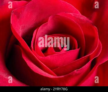 Macro shot of a radiant rose with clear, defined contours of the petals ...