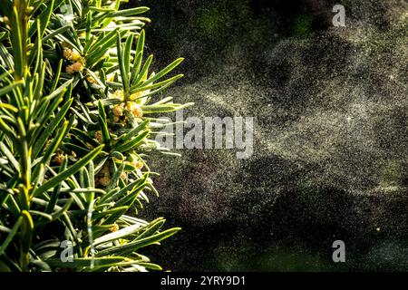Close-up of yew tree releasing pollen, highlighting the process of ...