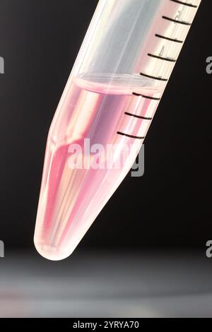 Graduated pipette filled with pink liquid in a laboratory setting ...