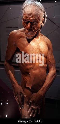 Human (Homo sapien) a species of highly intelligent primates ...