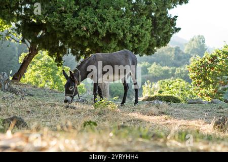 Donkey under a tree in the countryside Stock Photo - Alamy