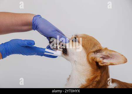 Corgi dog receiving teeth brushing with a toothbrush by a person in ...