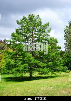 Deciduous conifer, Swamp Cypress with its golden autumn foliage at the ...